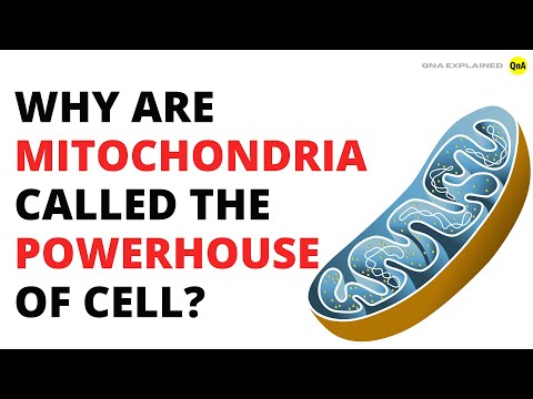 Why are mitochondria called the powerhouse of cell? - QnA Explained