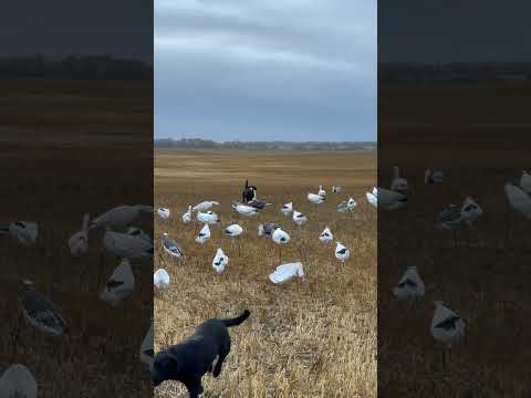 Hard working beasts | If you haven’t experienced a working dog, you should make sure to do that