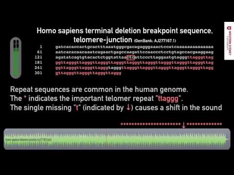 What does DNA sound like? 03 Repetitive Telomer
