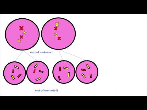 MITOSIS, MEIOSIS AND THE CELL CYCLE