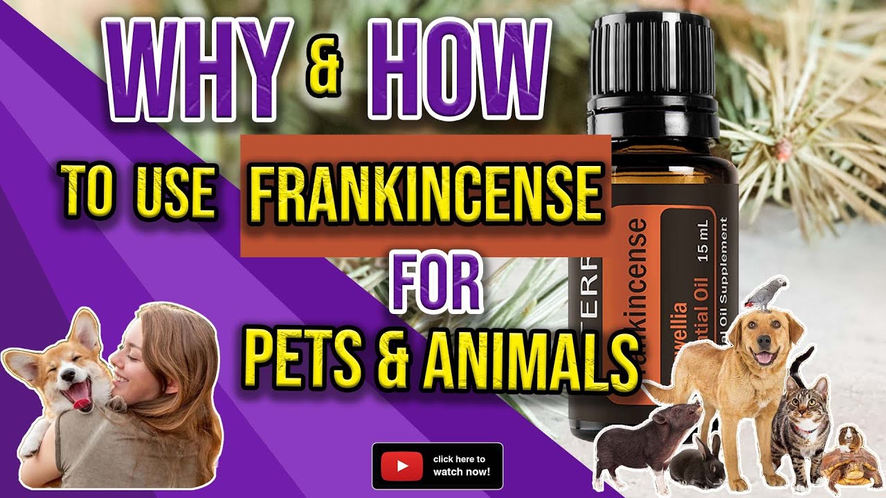WHY & HOW TO USE FRANKINCENSE ESSENTIAL OIL FOR PETS & ANIMALS