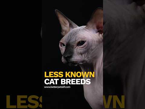 Less Known Cat Breeds ๐พ