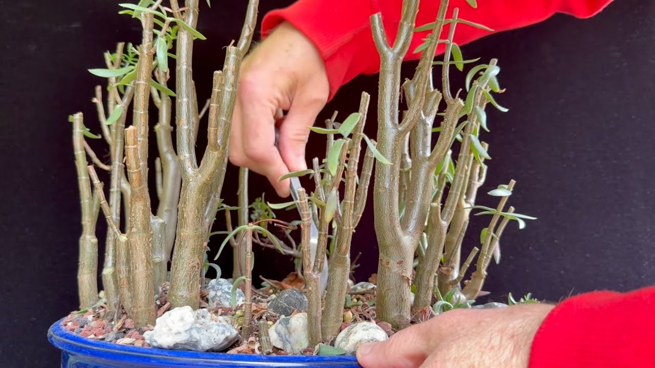 Bonsai Forest Pruning Guide - Basic Step By Step Expert Tips