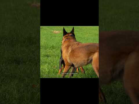 How Fearless is the Belgian Malinois ? #malinois #belgianmalinois