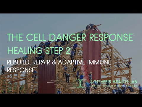 Decoding Your Immune System - CDR 2 & Rebuilding Damaged Tissue