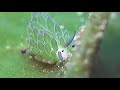 'Leaf Sheep' Sea Slugs Are Animals Using Photosynthesis and Also ...