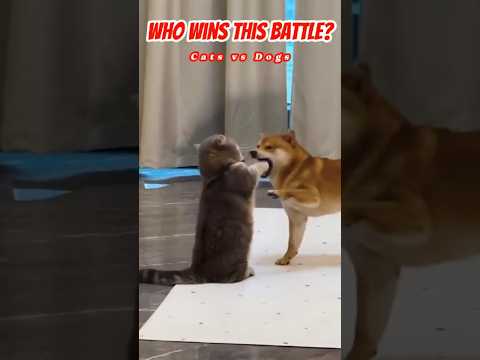 Dog vs Cat: Who Wins the Ultimate Pet Battle? 🐾🔥