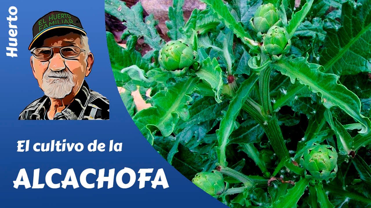 𝗔𝗟𝗖𝗔𝗖𝗛𝗢𝗙𝗔: The complete cultivation of artichokes