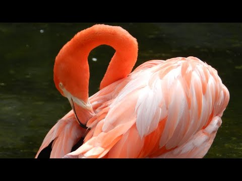 Flamingo Spirit Animal Affirmations