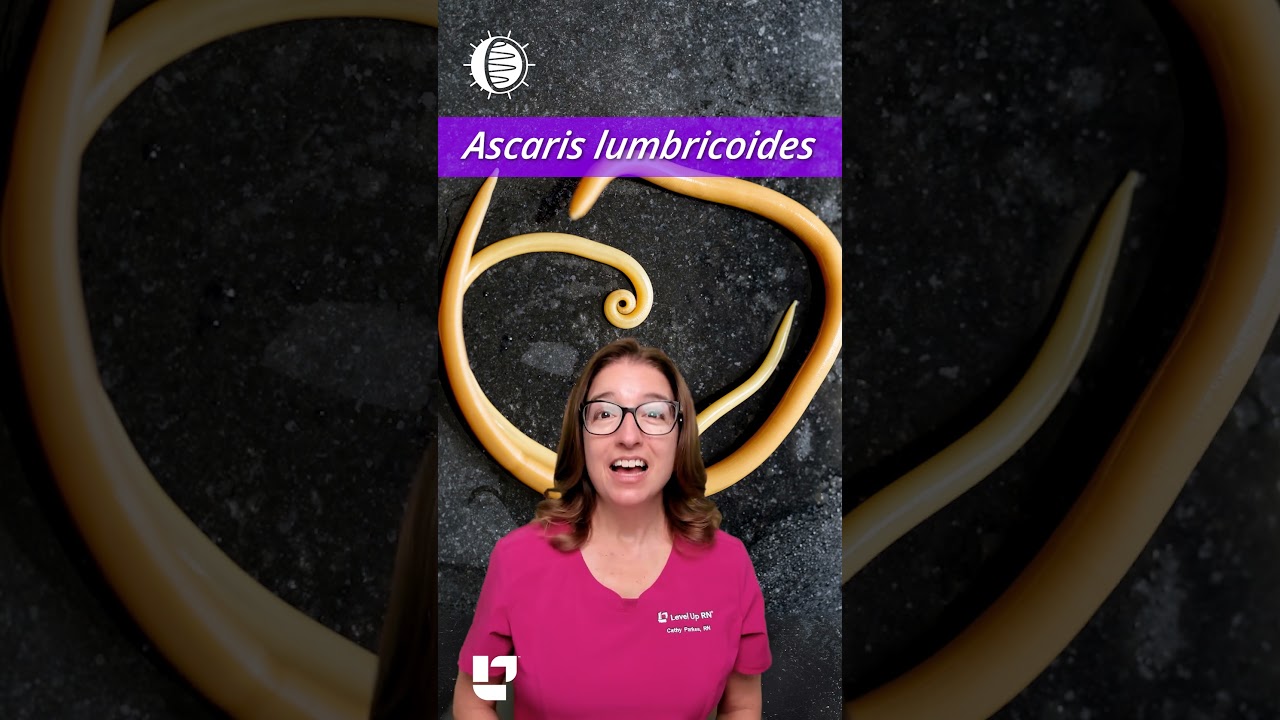 Ascaris lumbricoides: Microbes, Microbio Pre-Nursing, Pre-MED SHORT | @LevelUpRN