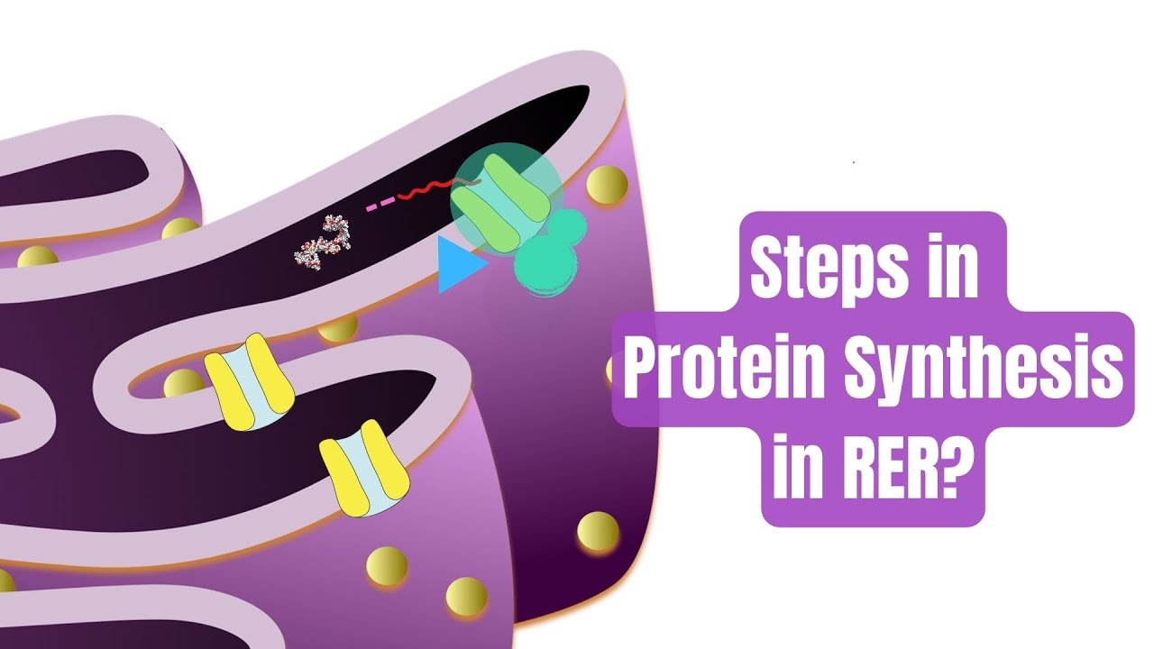 Understanding the Synthesis of Membrane and Secretory Proteins in the ...