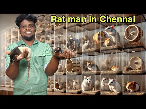 Mice, rat and hamster farm tour | rodent pet farm | தமிழ்