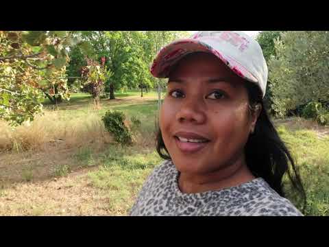 LET'S HARVEST PISTACHIOS | SPANISH FILIPINA HOMESTEAD | JOBY MAY