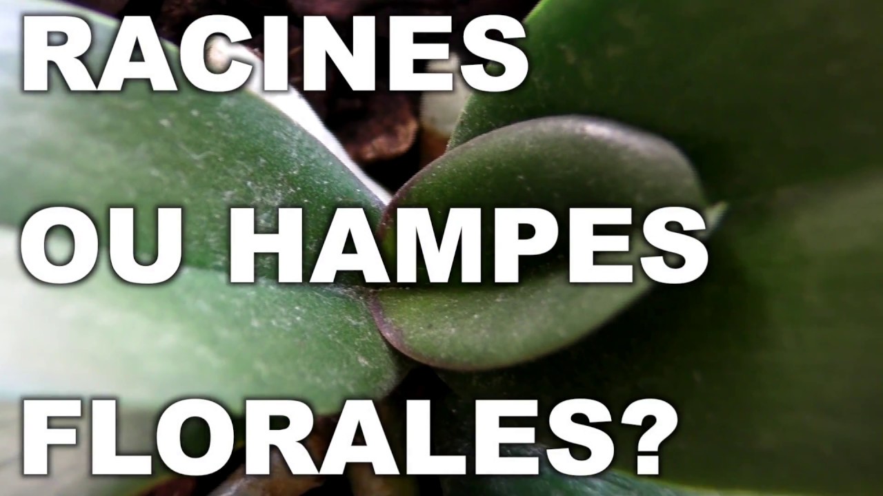 Comment faire repousser la hampe d'une orchidée