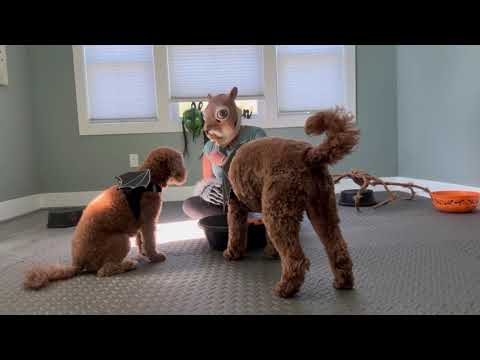 A Magical Adventure! Team Submission ITDC @dogtalentassociation