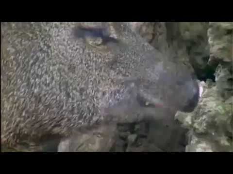 Are javelinas dangerous? What you should know about Arizona's little-known wild swine