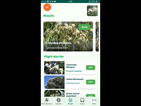 PlantSnap identifies a Lemonscented Gum (Corymbia citriodora)