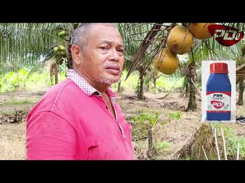 Rawatan Kelapa Menggunakan Dolomite PDI