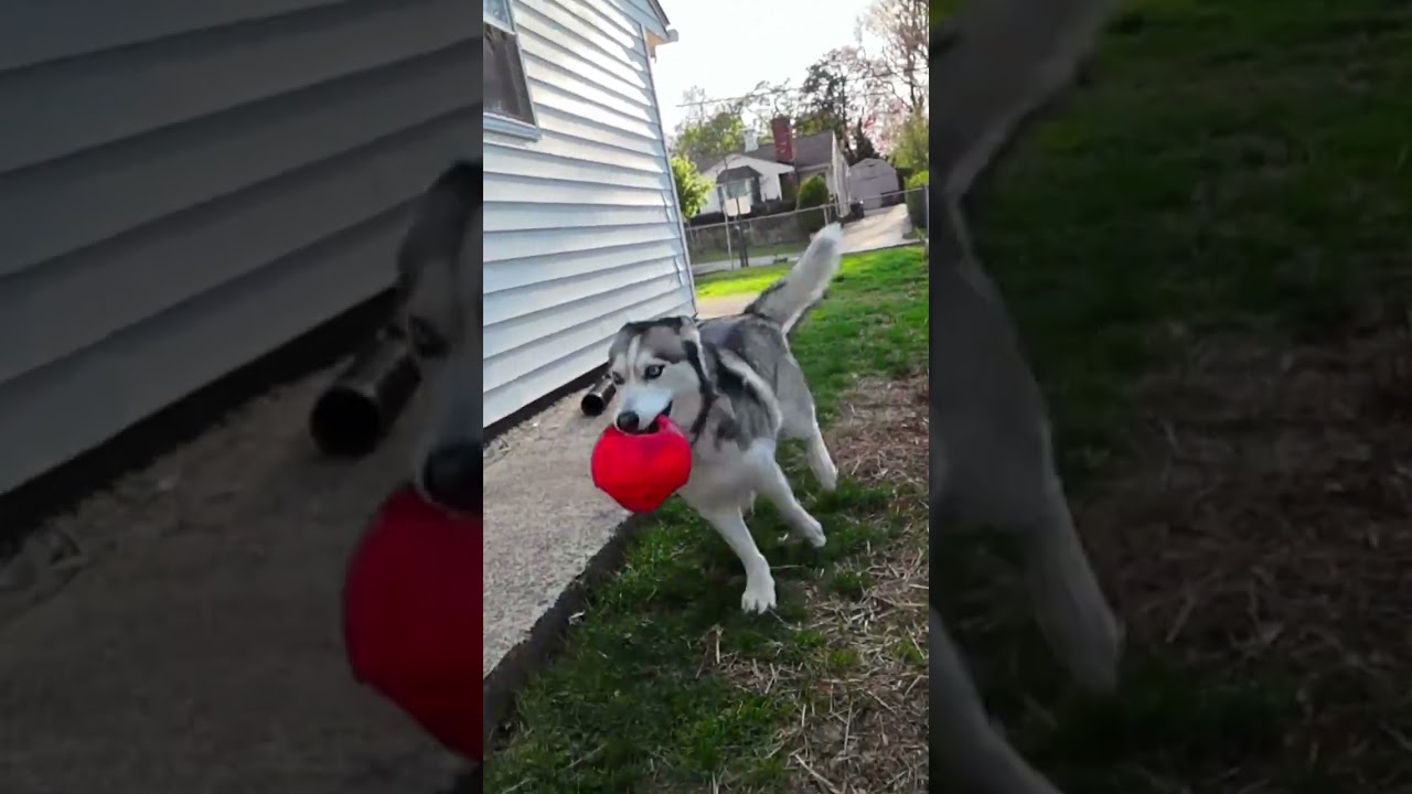 Sunny ☀️ day with my puppers 4/13/2026 #tripawd #husky #rottweiler #dogs #funnyanimals