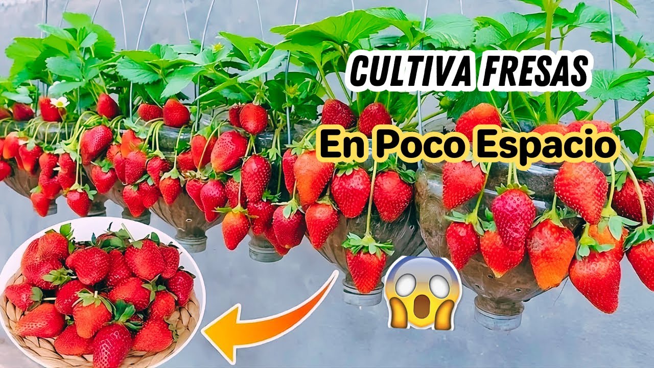 How to grow strawberries at home // this is everything that has worked for me 🍓🌱