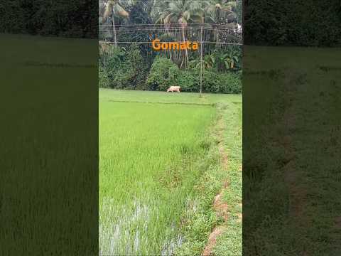 🧡 Cow 🐄 Vlogs 🧡