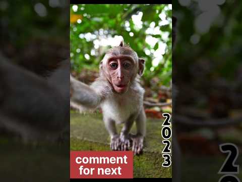 2023 Monkey ๐ต v/s funny monkey pic #funnyshorts #youtubeshorts #monkey