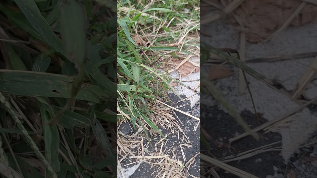 walking Stick Insect, Harper's Ferry, WV