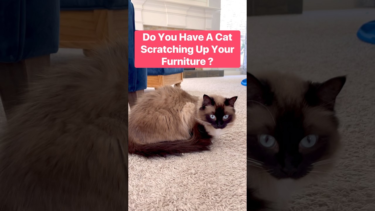 Easy Trick To Stop Cats From Scratching Up Furniture! #hometips #catvideos