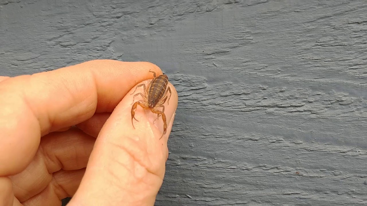 A Florida Native: The Brown Scorpion.