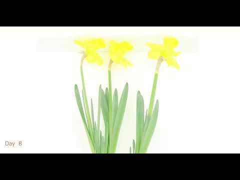 #NARCISSUS YELLOW DAFFODIL TIME LAPSE [4K]