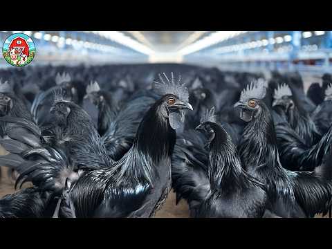 Mysterious Black AYAM CEMANI Chickens Farming - Inside The World's Rarest Chicken Farm