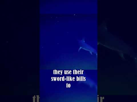 Sword Fish: The Fish That's Also a Weapon (VIRAL 2024)