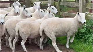 Sheep for Sale & Wanted | Border Livestock Exchange