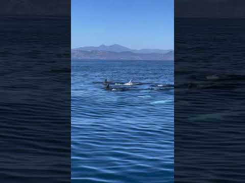 Have you ever seen these unique Risso’s Dolphins before on your whale watching trip? ✨🐬✨🐳