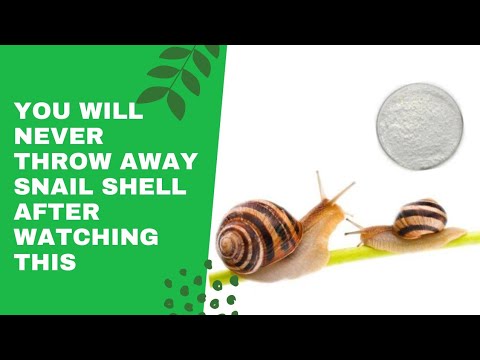 best first aid for burn injury|allantoin | snail shell powder | DIY |2022