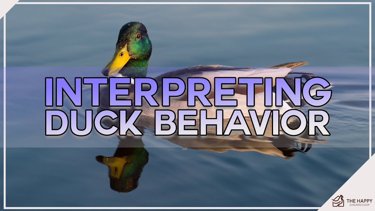 Interpreting Duck Behavior