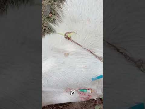 #iv #goat #drhaseeb #dvm #treatment #veterinary #clinic #animalhealth