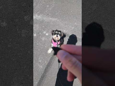 Miniature Schnauzer Eats Meat Treat