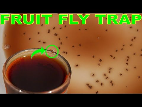 This Genius Trap Will Stop FRUIT FLIES In Your House Overnight!