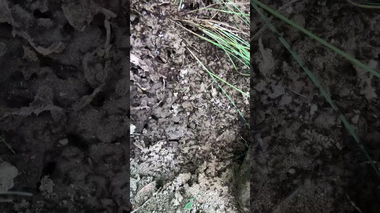 I disturbed some ants