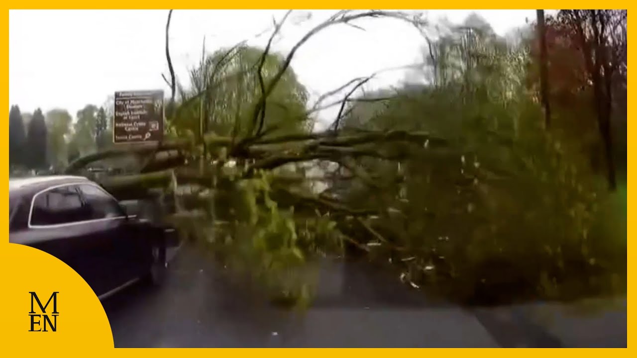 Horrifying moment huge tree comes crashing down and almost SMASHES cars ...