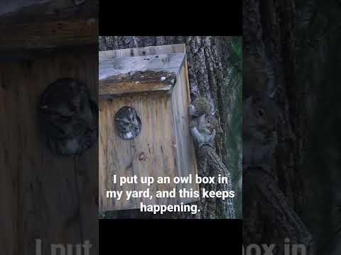 I put up an owl box.