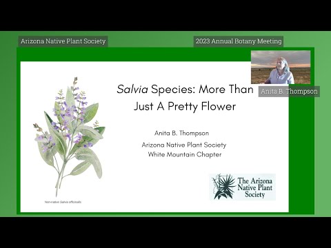 Salvia Species: More Than Just A Pretty Flower