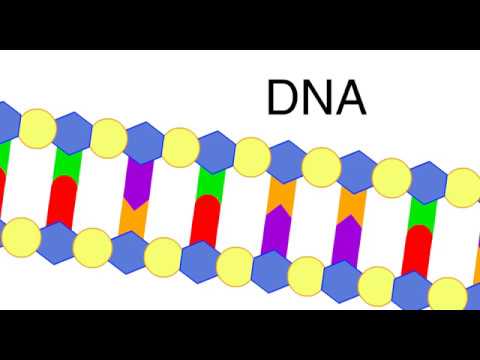 DNA replication
