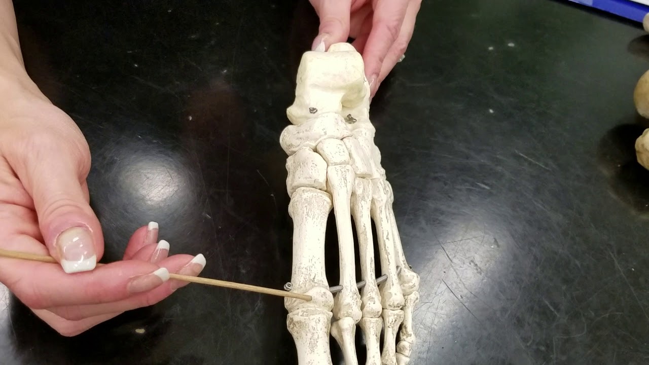 Lab Video Tarsals, Metatarsals, Phalanges