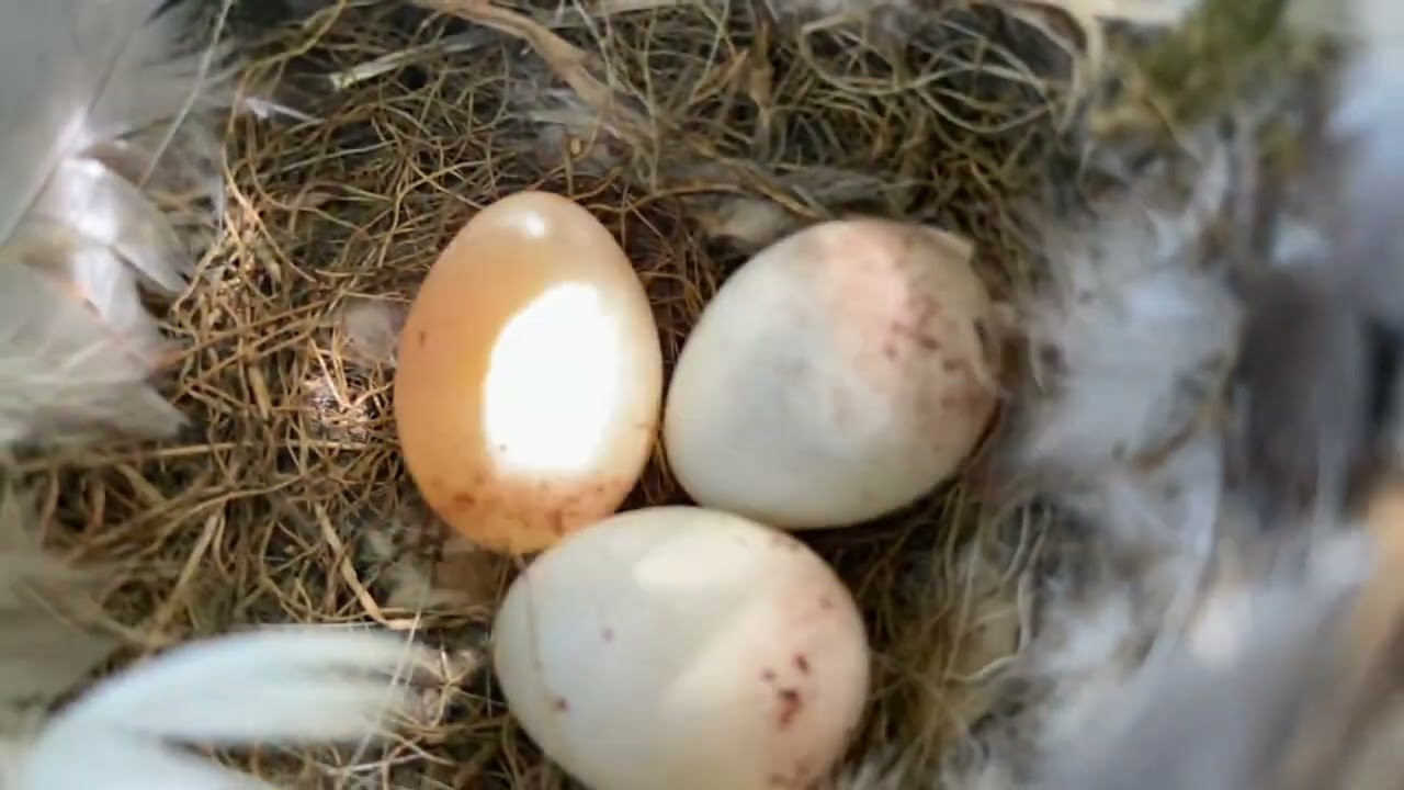 Greenfinch Nest and Eggs