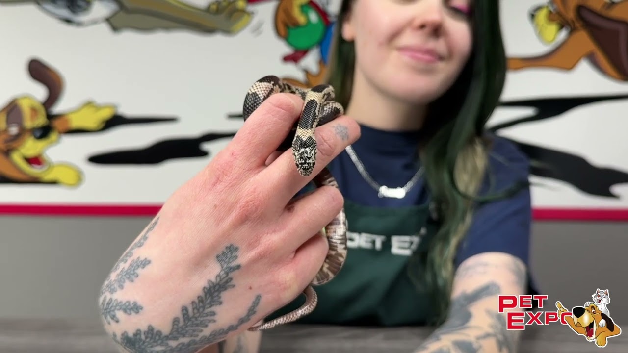 Snakes with Samantha: Mosaic Kingsnake