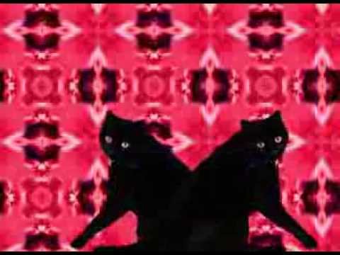 Trance Cat ~ Chroma Key at Home | flutterbycreative