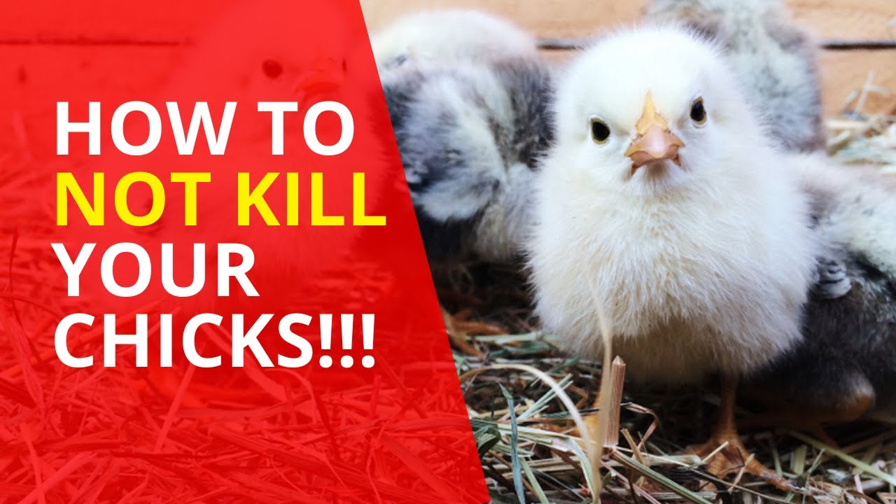 Raising chicks 101 - Avoid these fatal beginner mistakes!