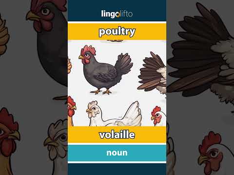 🇬🇧🇫🇷 poultry - volaille : learn English : apprenons l'anglais : vocabulary builder